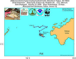Chance sighting gets Fiji its first satellite tagged turtle | WWF