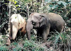 Factsheet: Asian Elephant | WWF