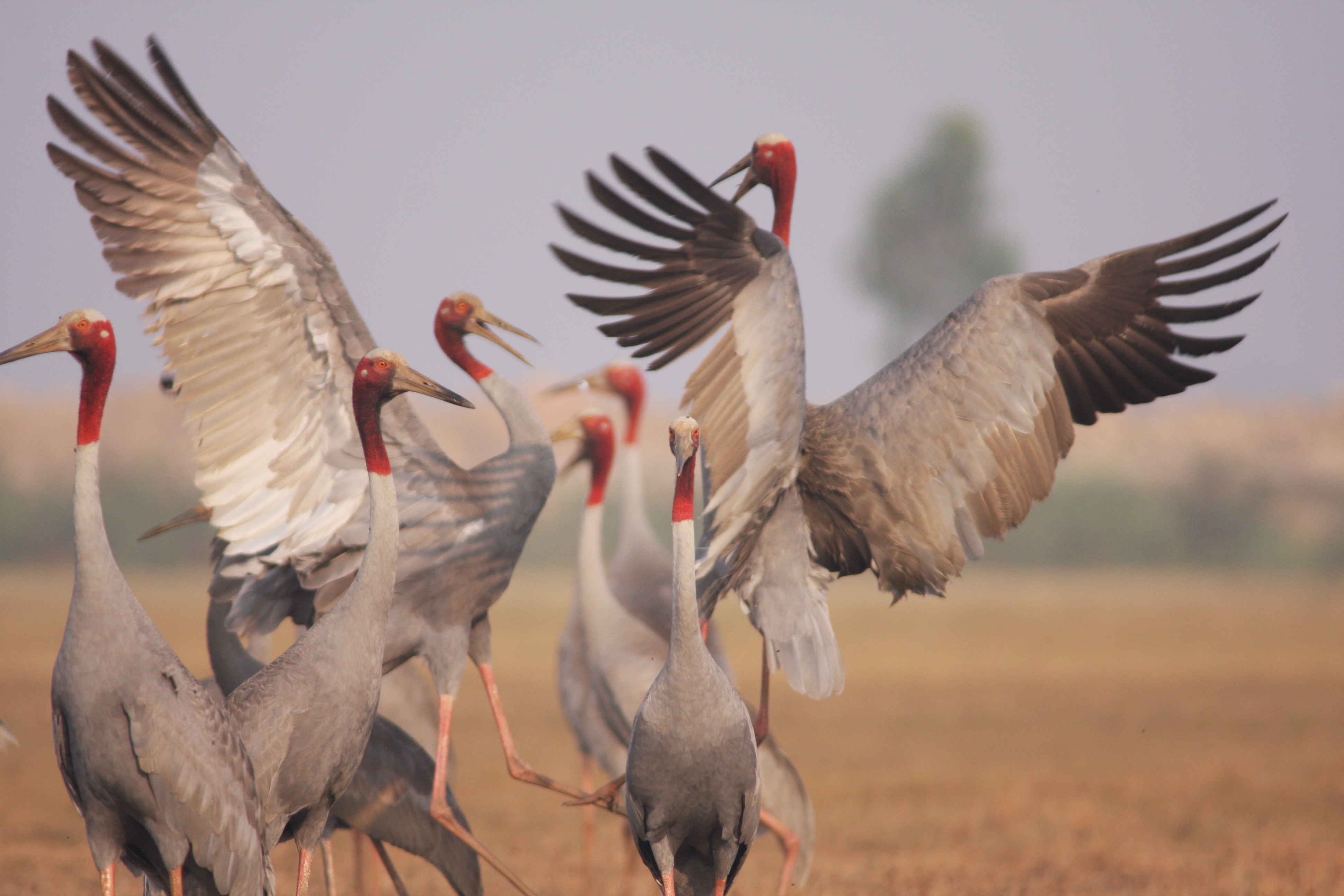 Following the Warm Sunlight: Tram Chim’s Cranes Return Home! | WWF
