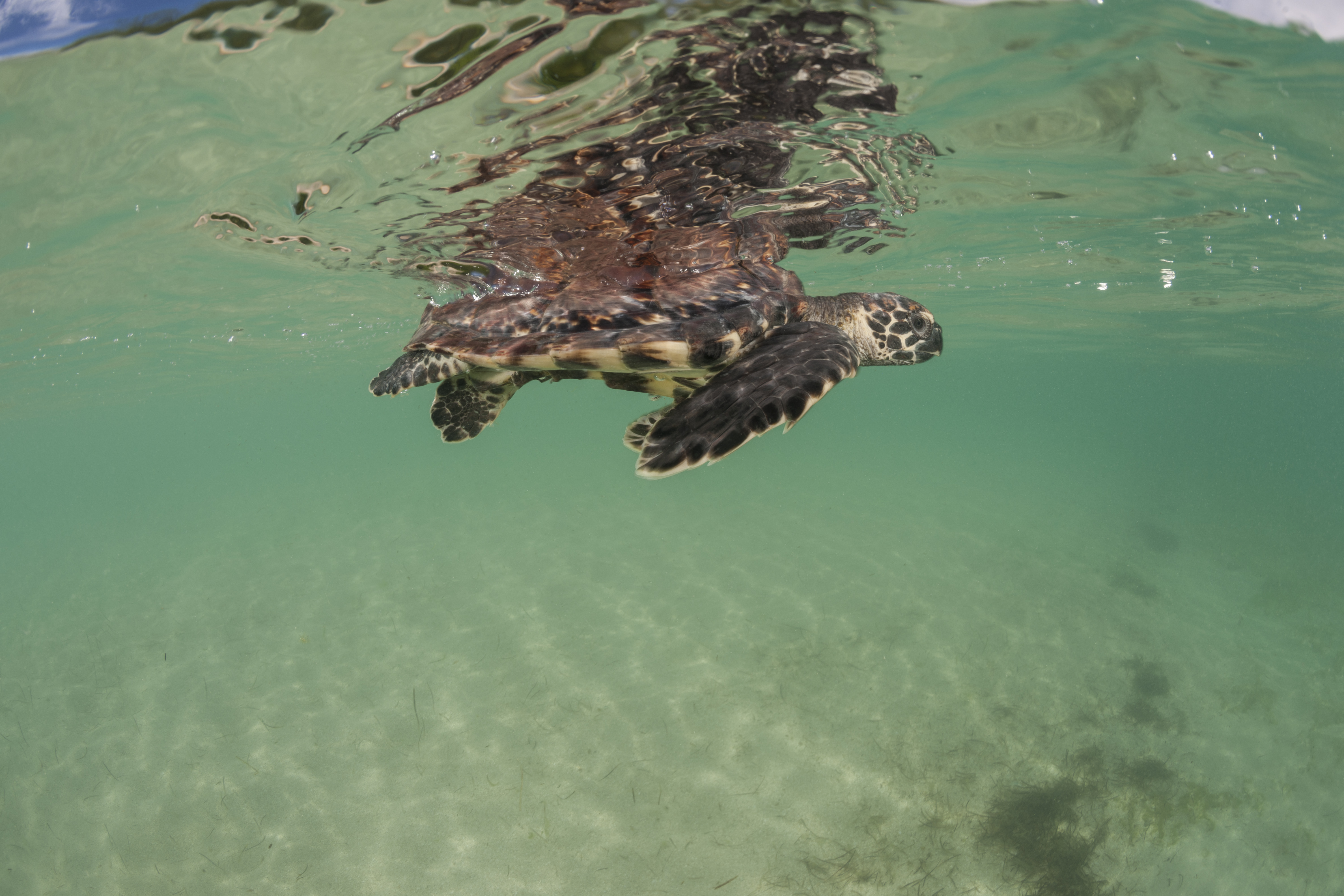 Turtle conservation in Fiji | WWF