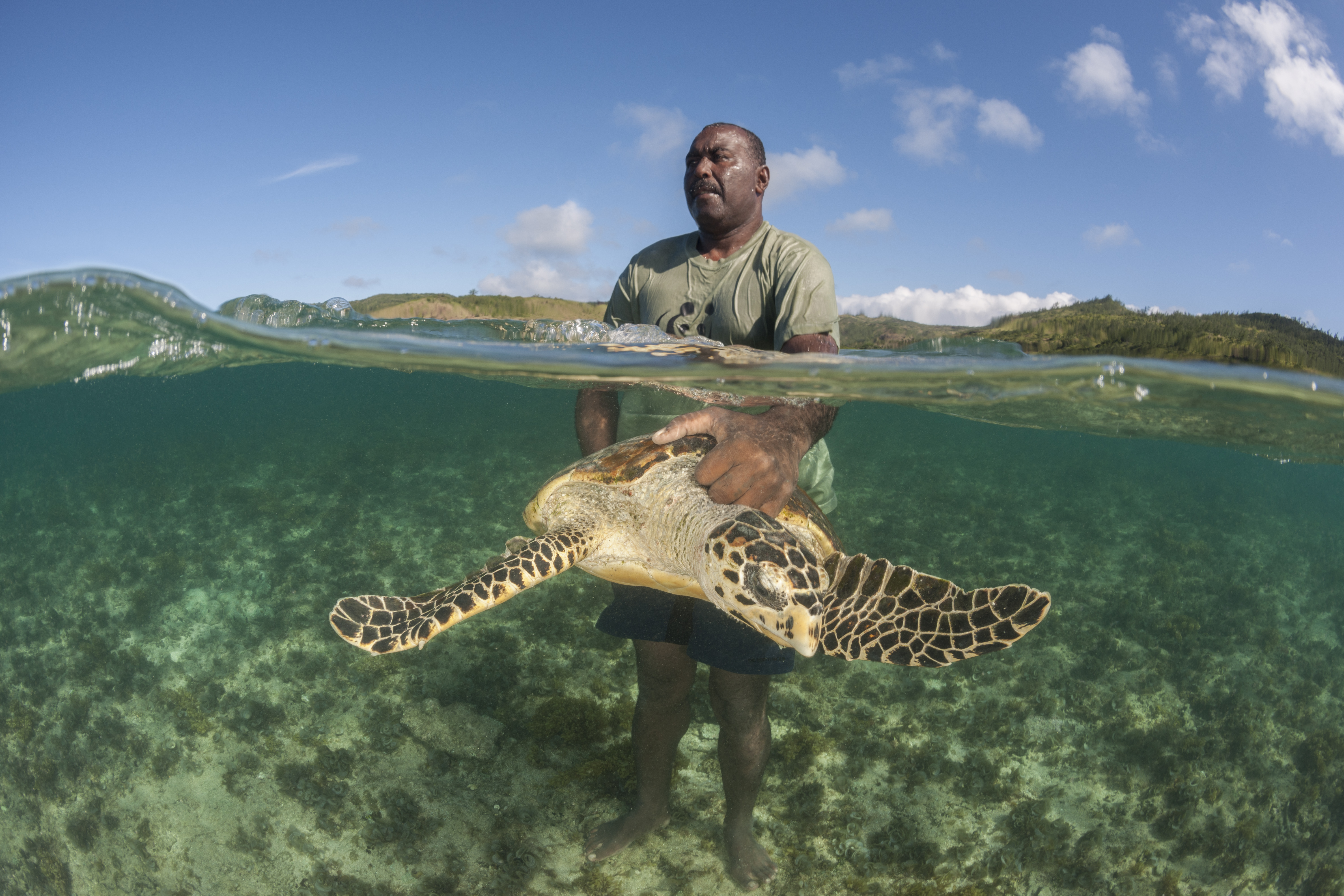 Turtle conservation in Fiji | WWF