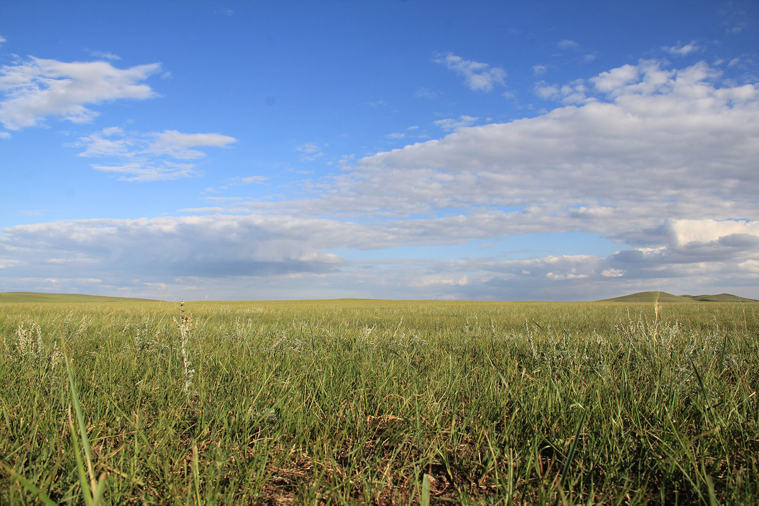 E-competition for “Steppe Ecosystems” | WWF