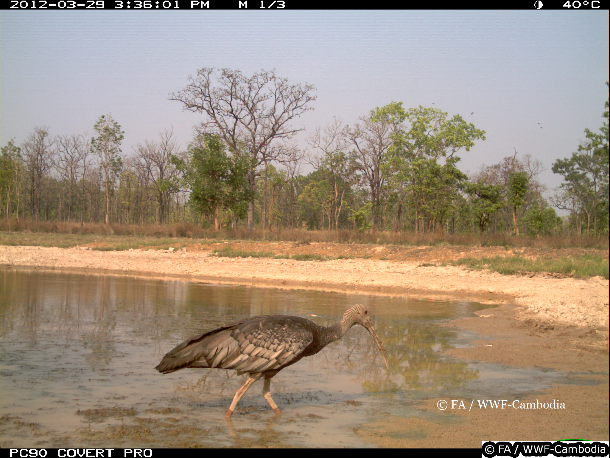First encounter of Critically Endangered Giant Ibis on the Mekong River ...