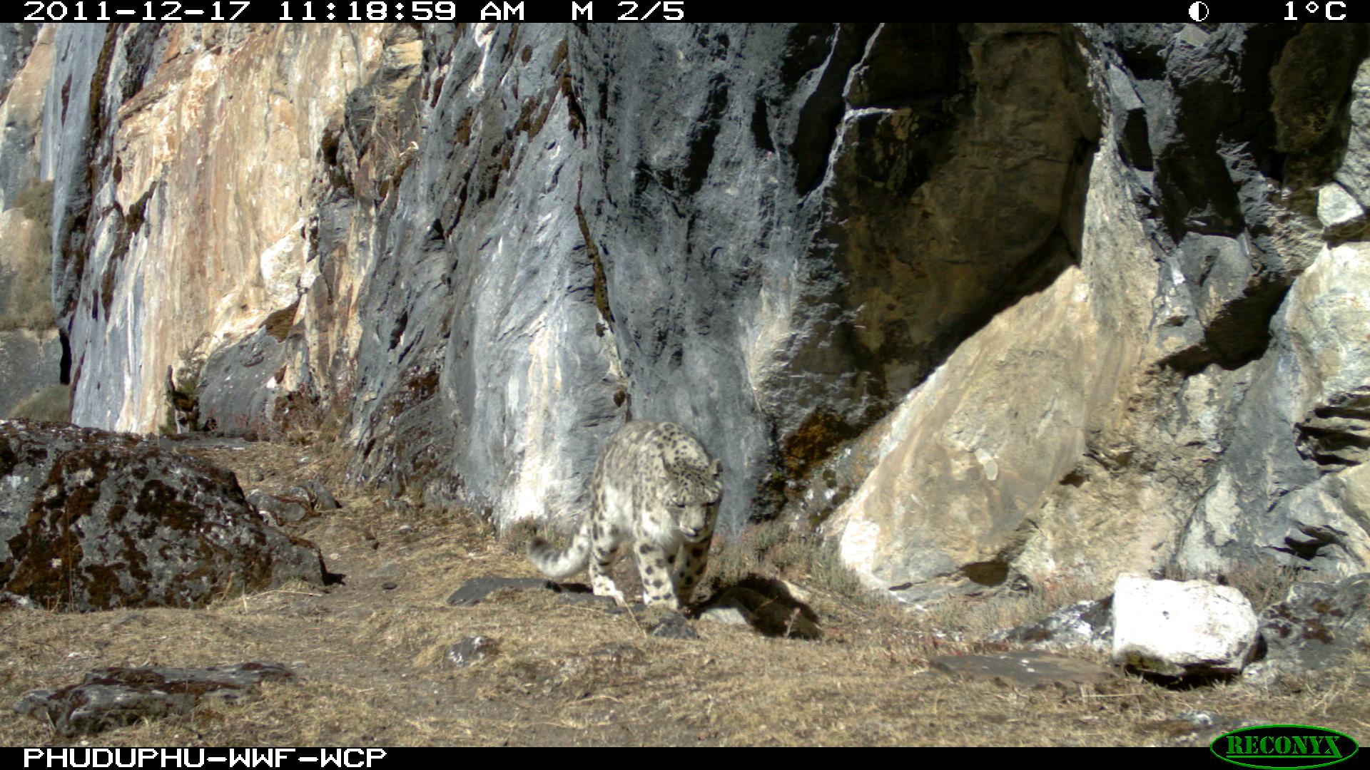 Snow Leopard Prey Survey Reveals ‘Noah’s Ark’ of Wildlife Thriving in ...