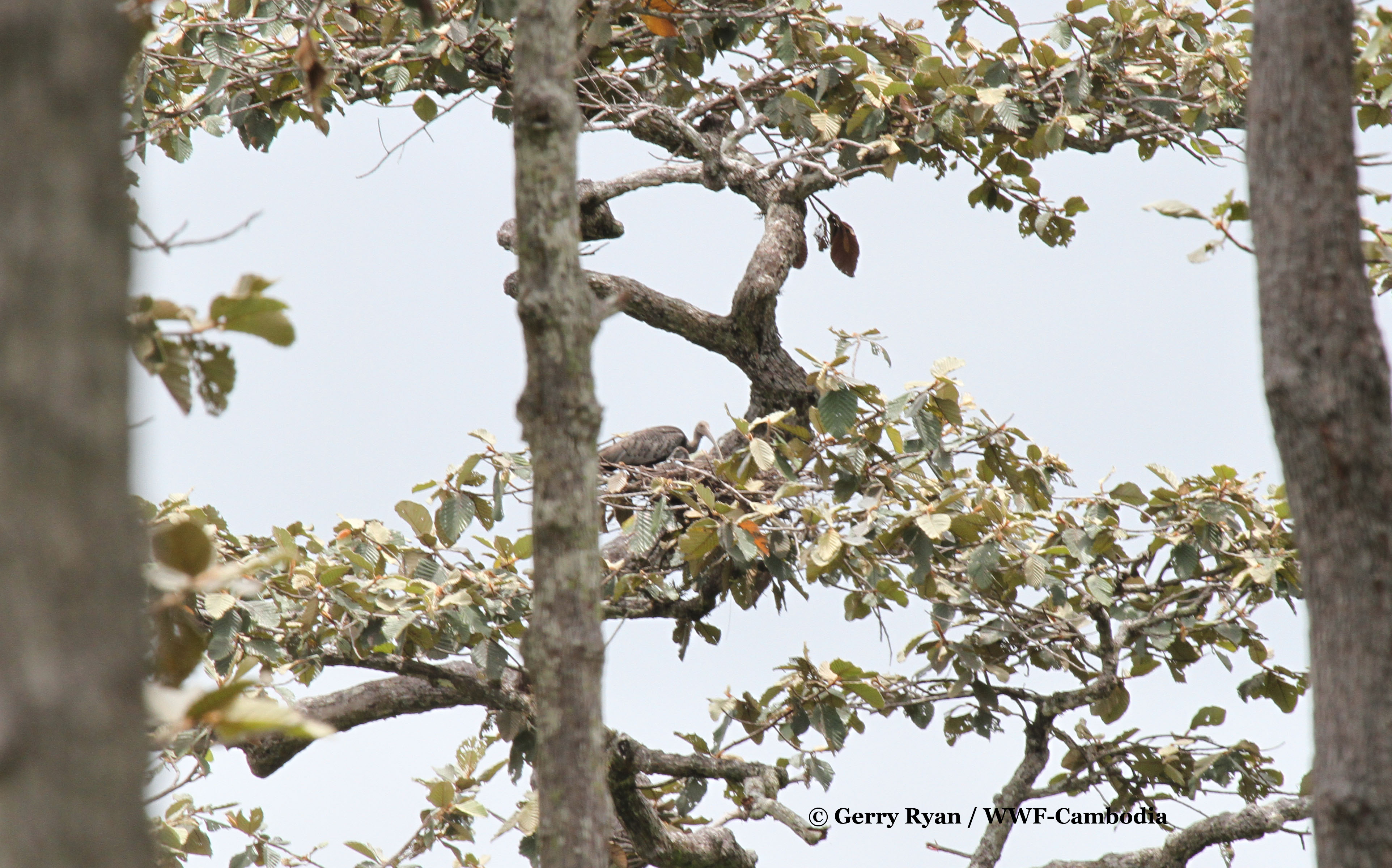 First encounter of Critically Endangered Giant Ibis on the Mekong River ...