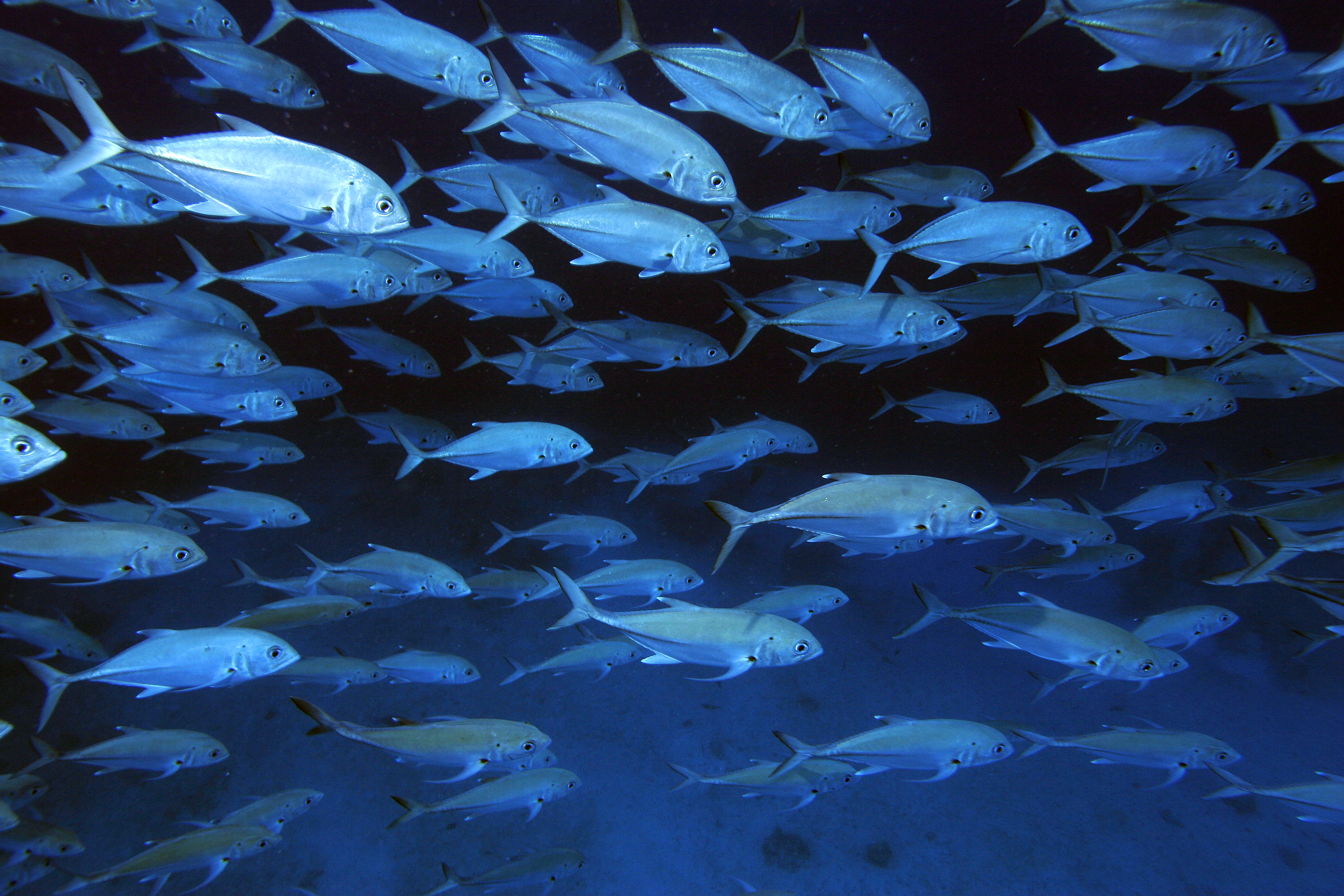 A new way of doing things on Mali | WWF