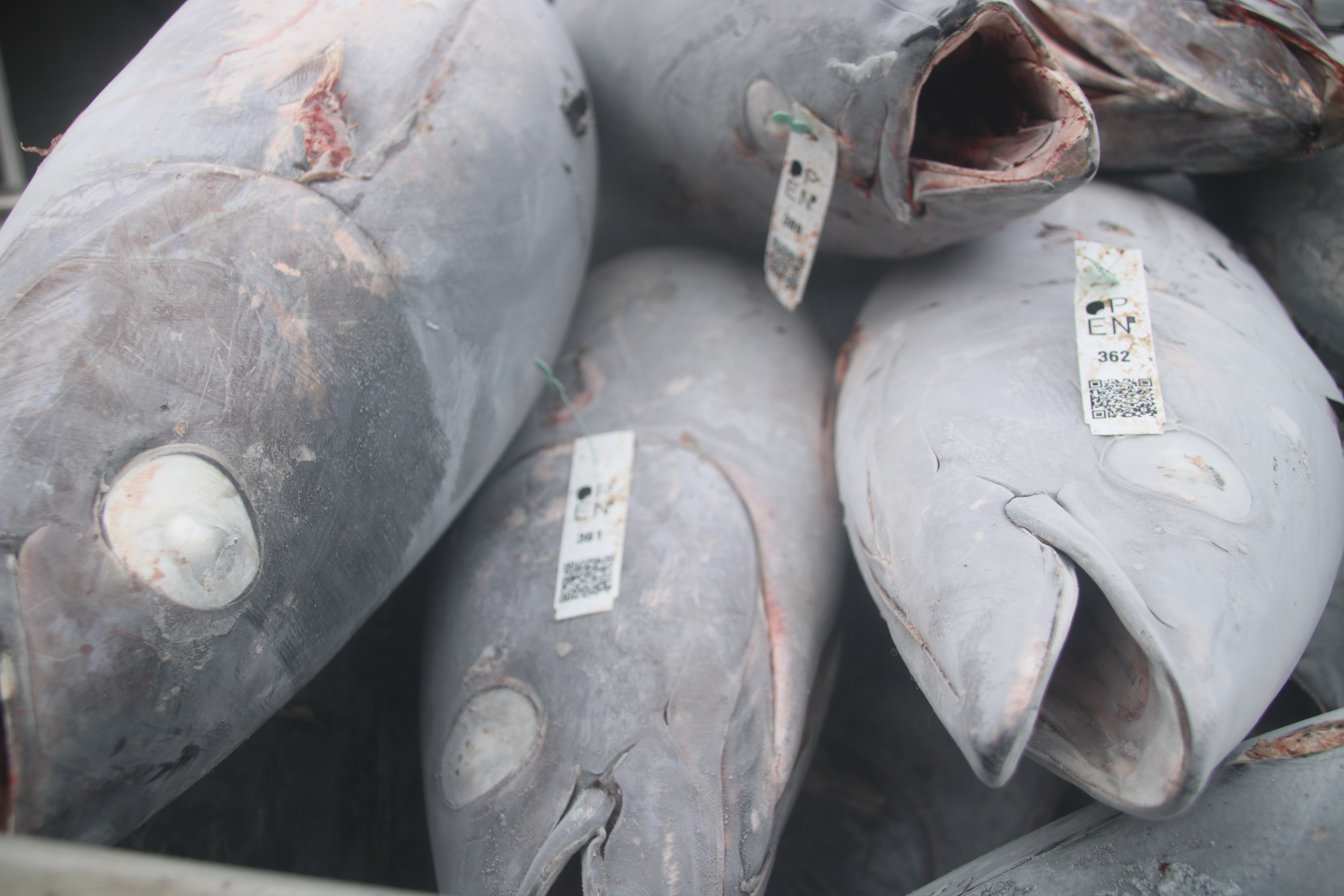 Tuna fisheries in the region may lose certification if WCPFC fails to ...