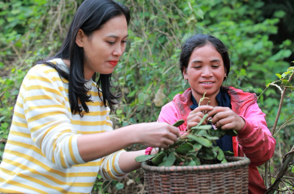 Forest Landscape Restoration in the Central Annamites | WWF
