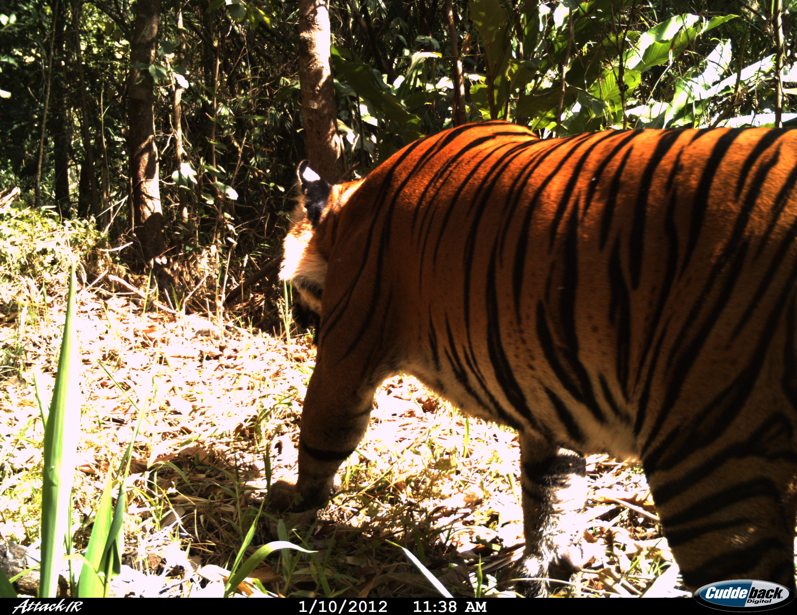 Tiger conservation gains threatened by proposed dam | WWF