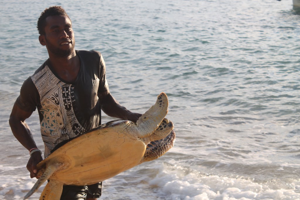 Turtle conservation in Fiji at a glance | WWF