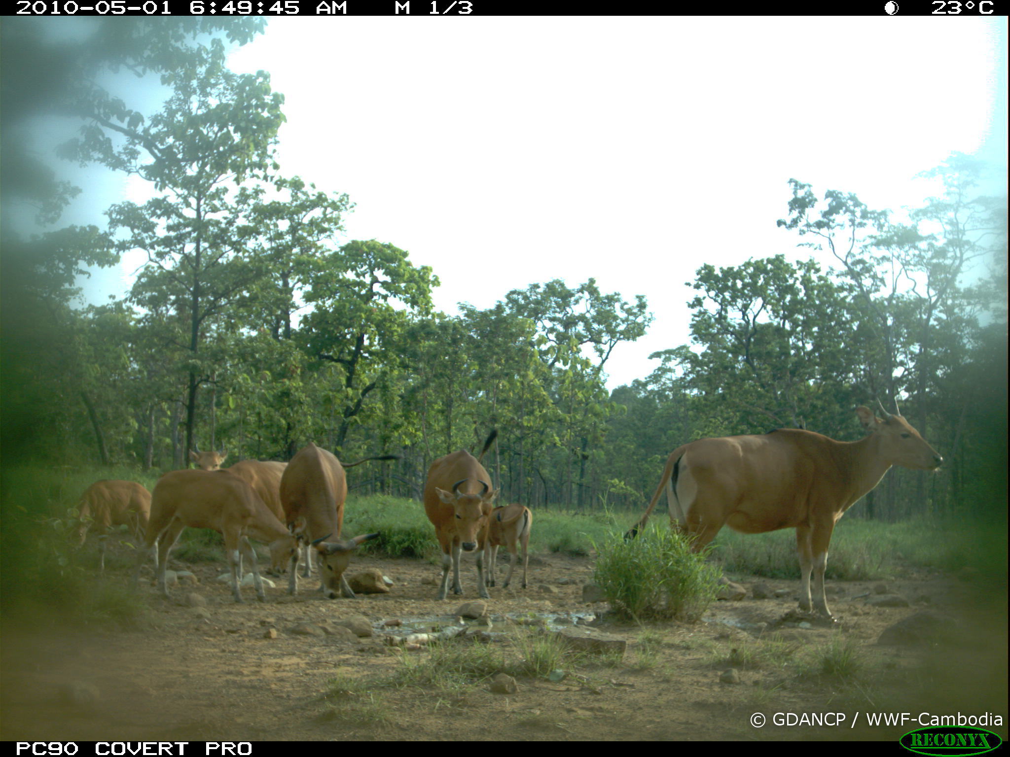 Cambodia's tiger hope | WWF