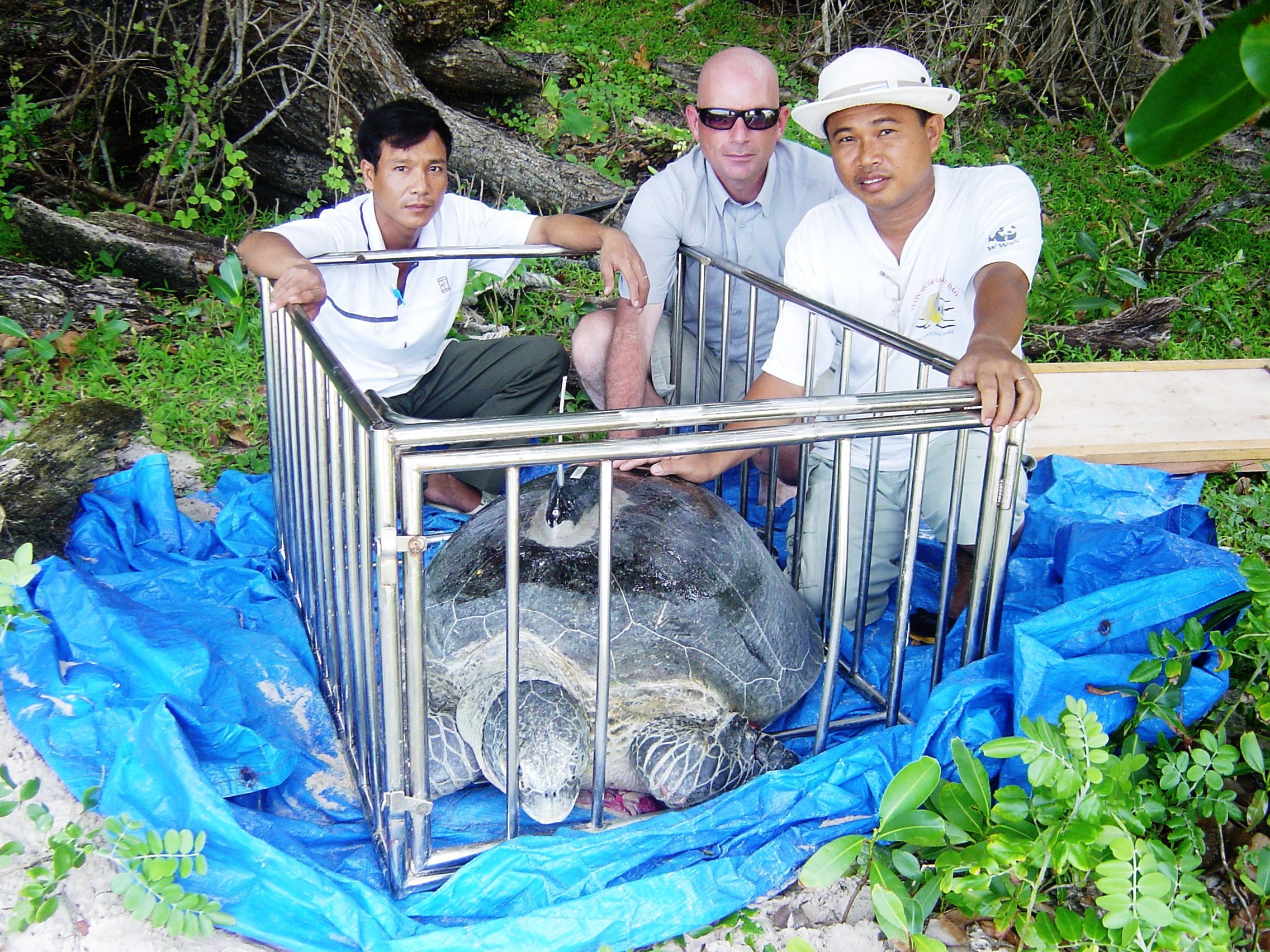 Tracking marine turtles in Vietnam | WWF