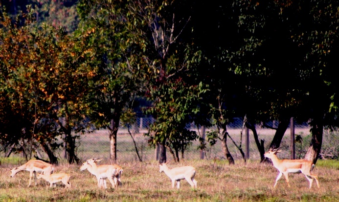 Relocated blackbuck thriving in Shuklaphanta | WWF