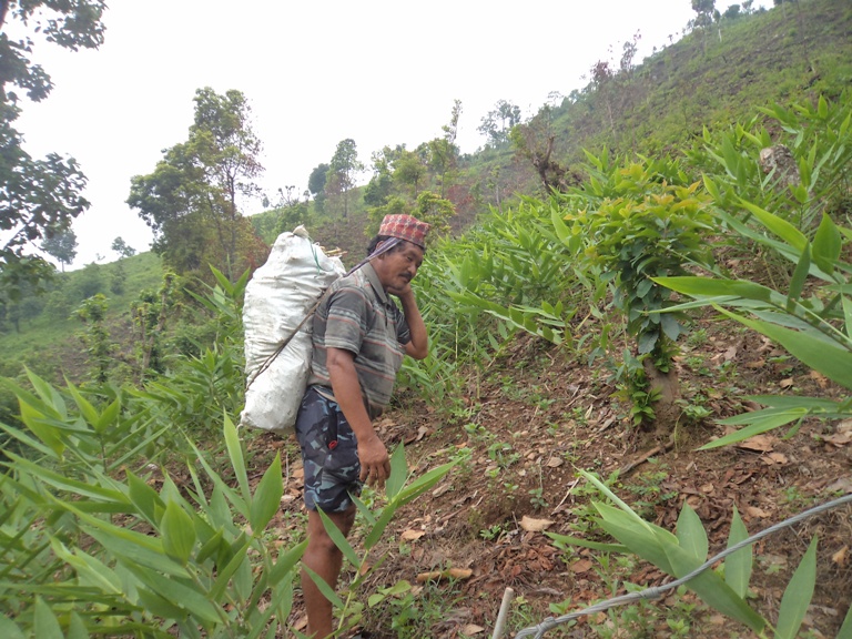 Broom grass — a boon for communities and ecosystems | WWF