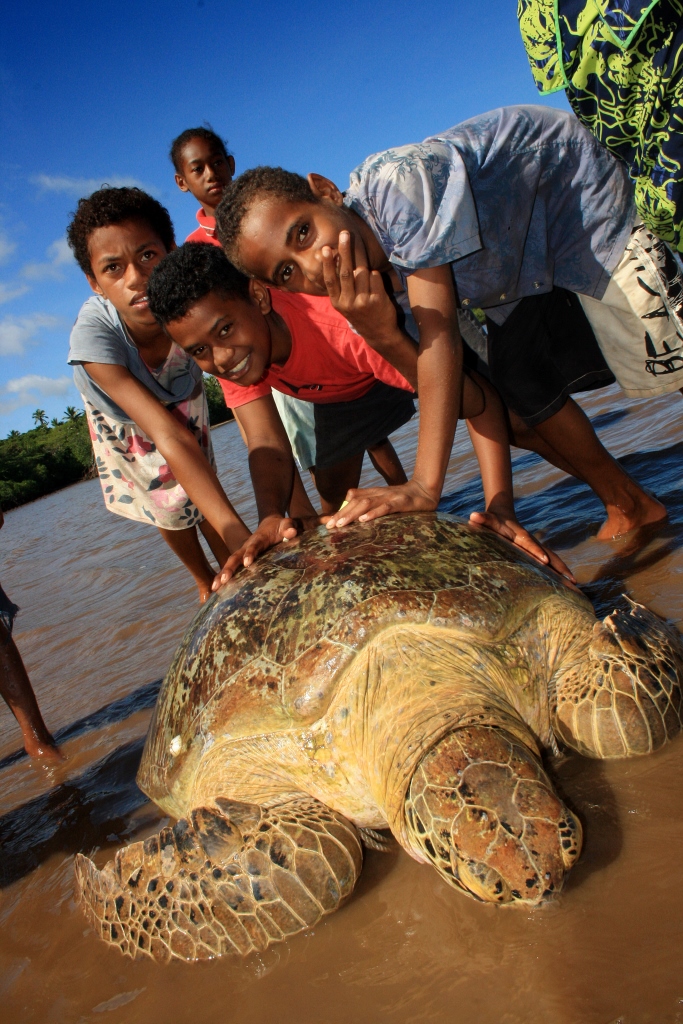 Turtle conservation in Fiji at a glance | WWF