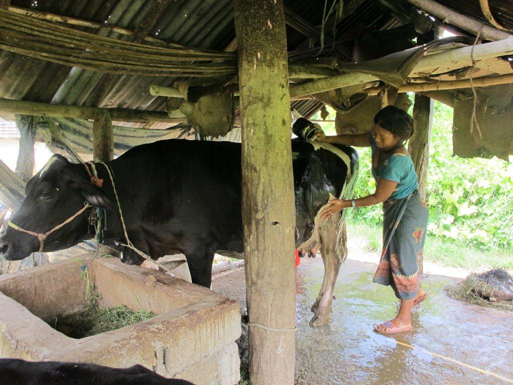 A Real Cash Cow Improves Livelihoods | WWF