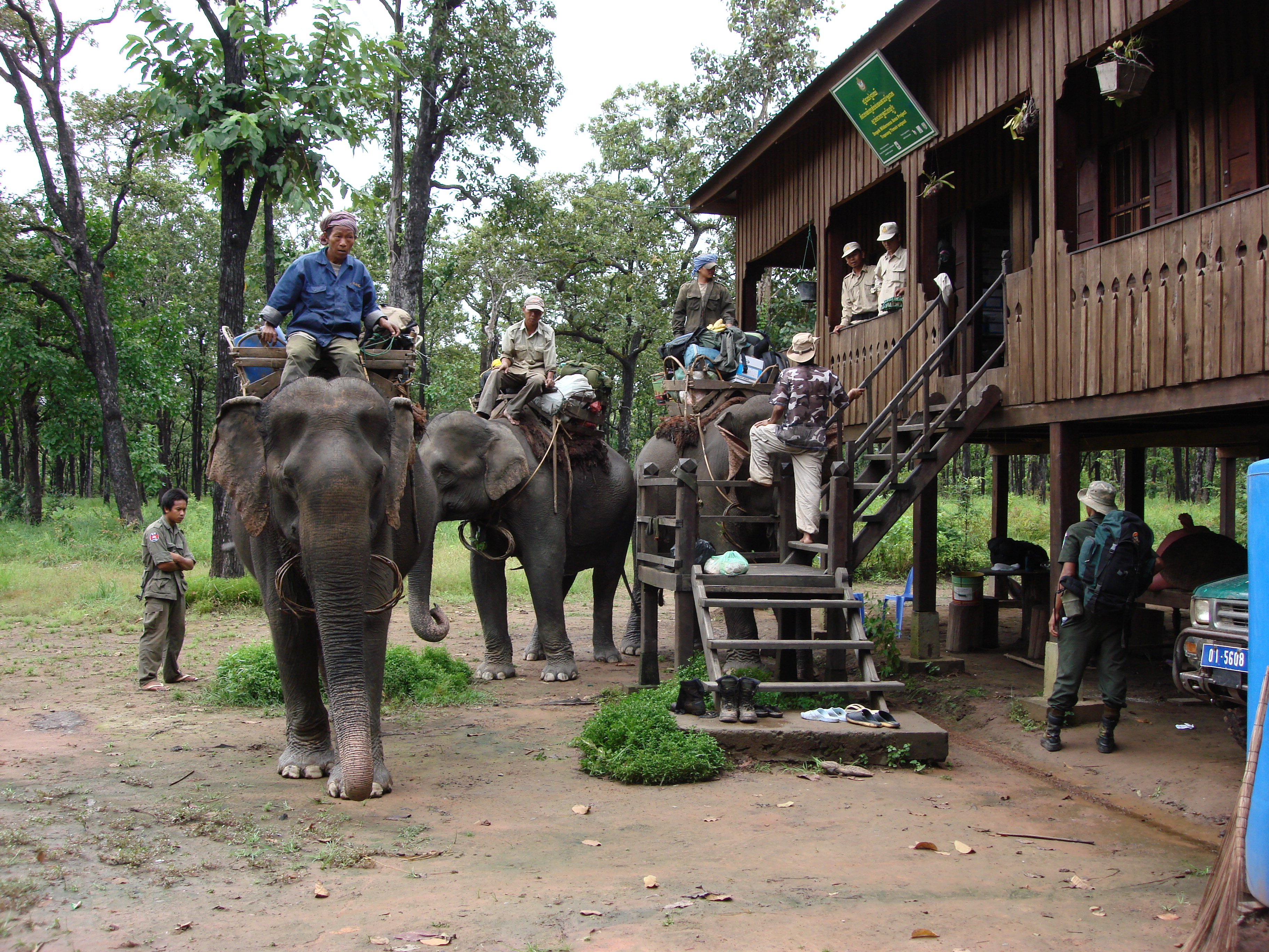Tiger Summit anniversary elicits WWF call for elevated action to end ...