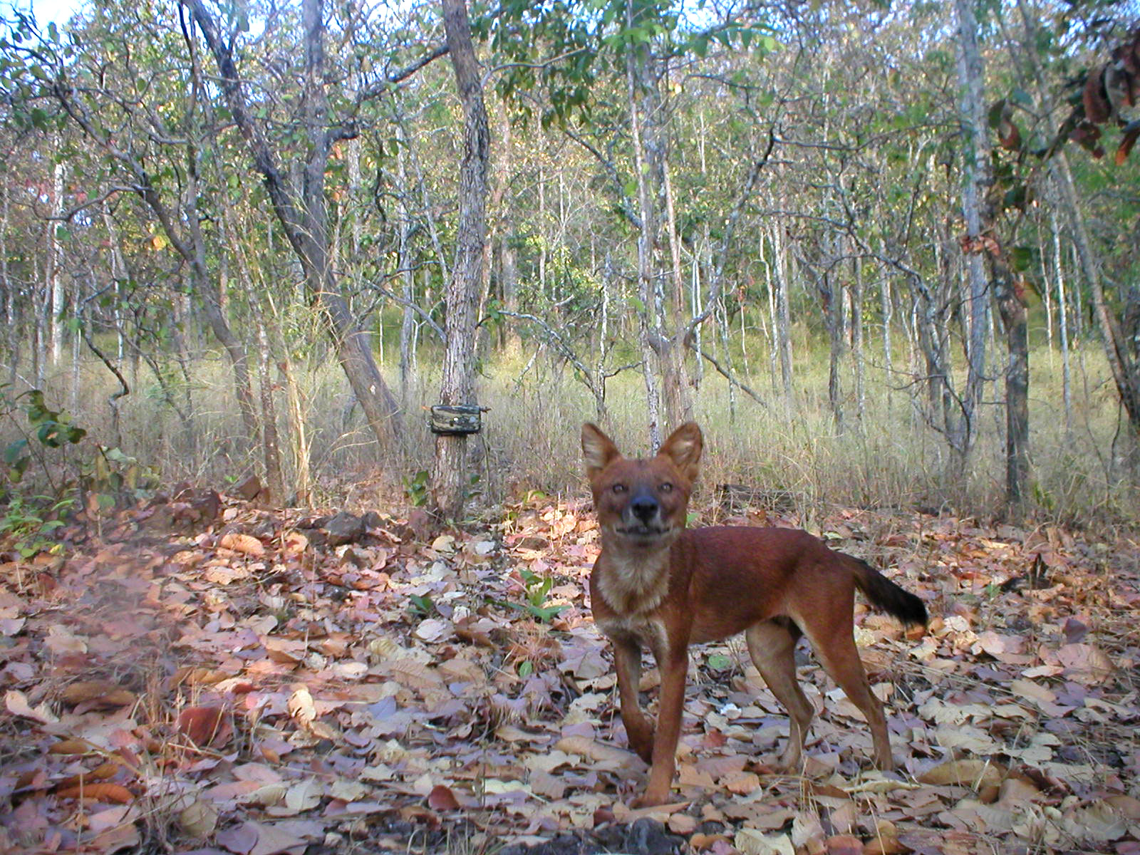 Spotted and snapped: first photos of leopard with young in Cambodia | WWF