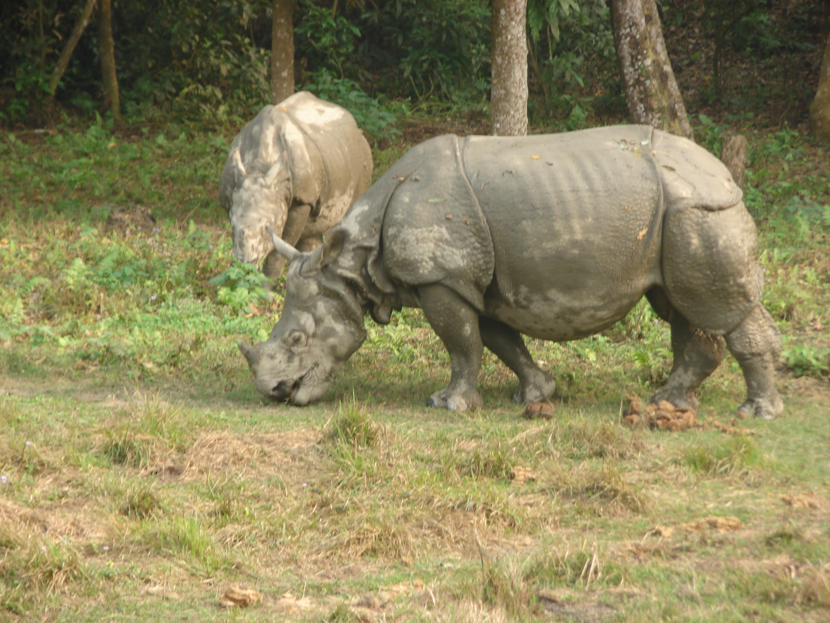 Collective conservation efforts boosted rhino population in Nepal | WWF