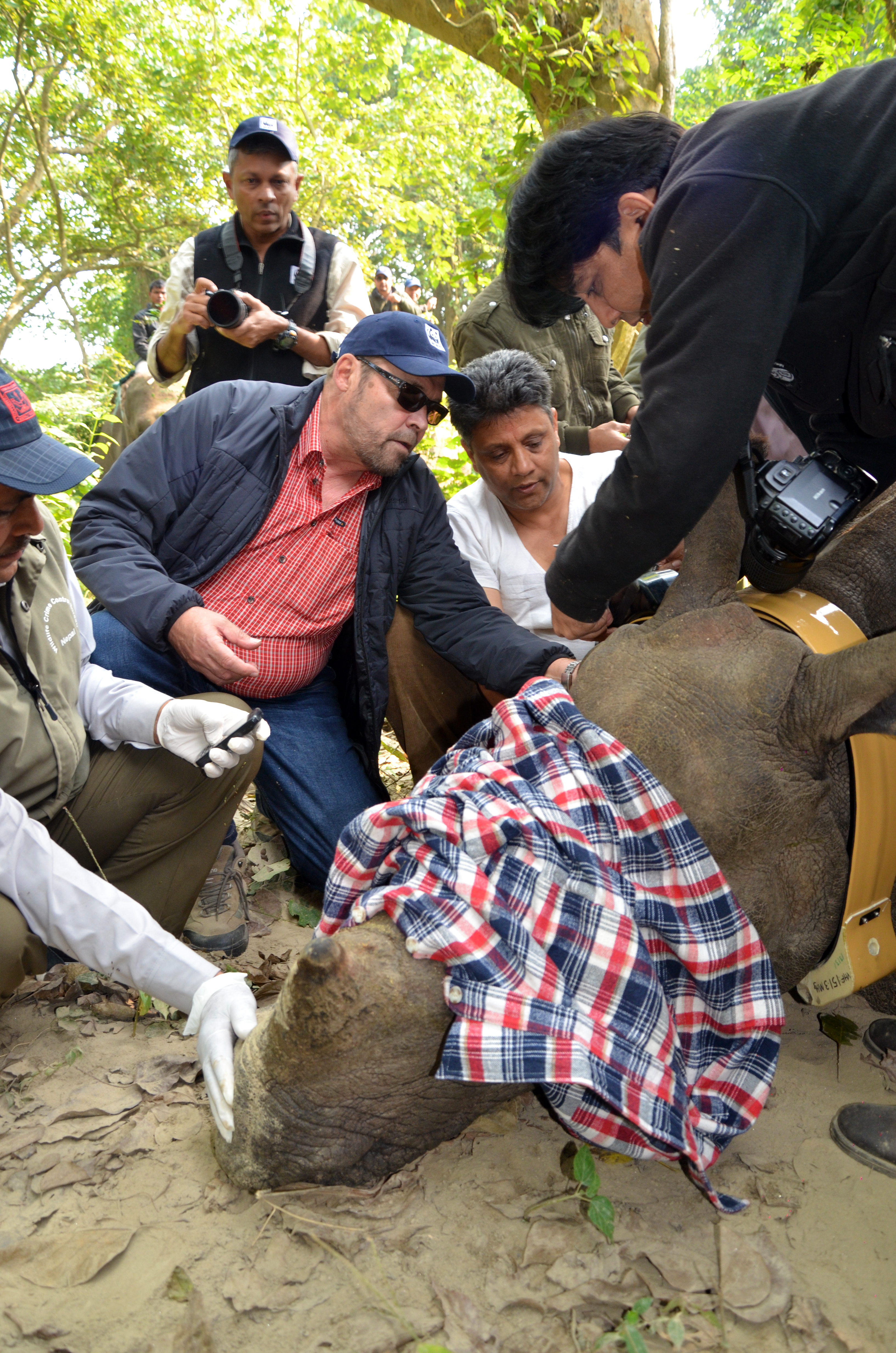 Rhino successfully collared in Nepal’s critical corridor | WWF
