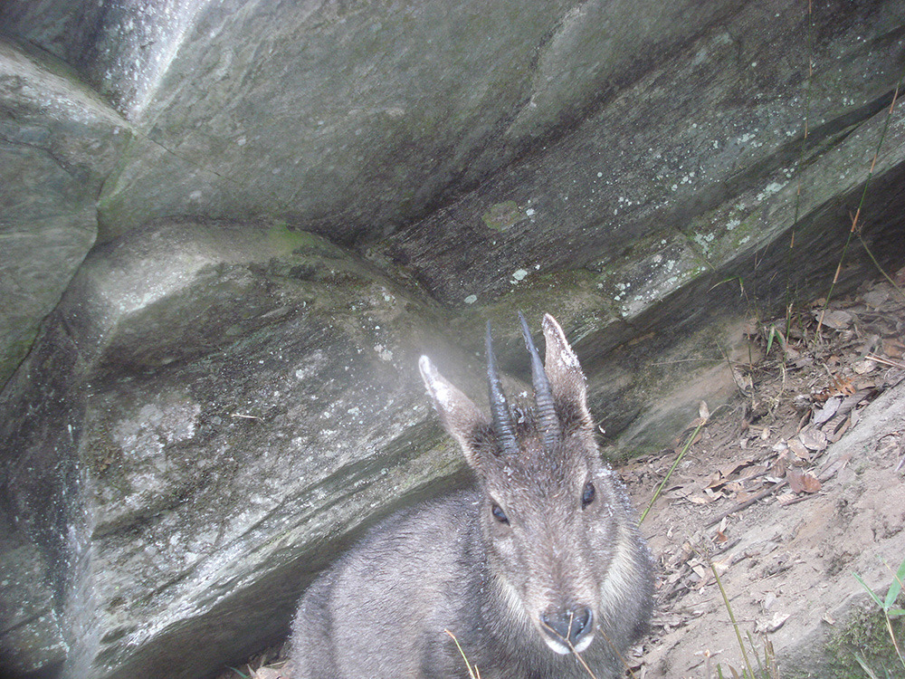 The Conservation Warriors' Efforts to Establish Ghoral Community ...