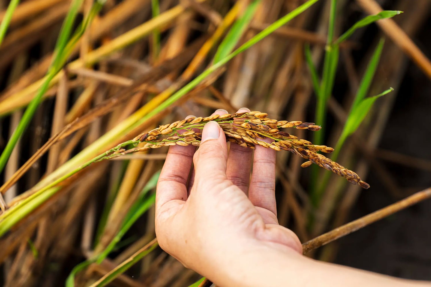 FLOATING RICE: SPARKLING HOPES FOR WATER AND SEDIMENT PRESERVATION | WWF