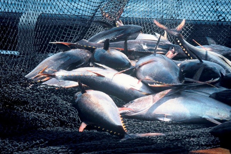 Sustainable Seafood Series: Investing In Our Future | WWF