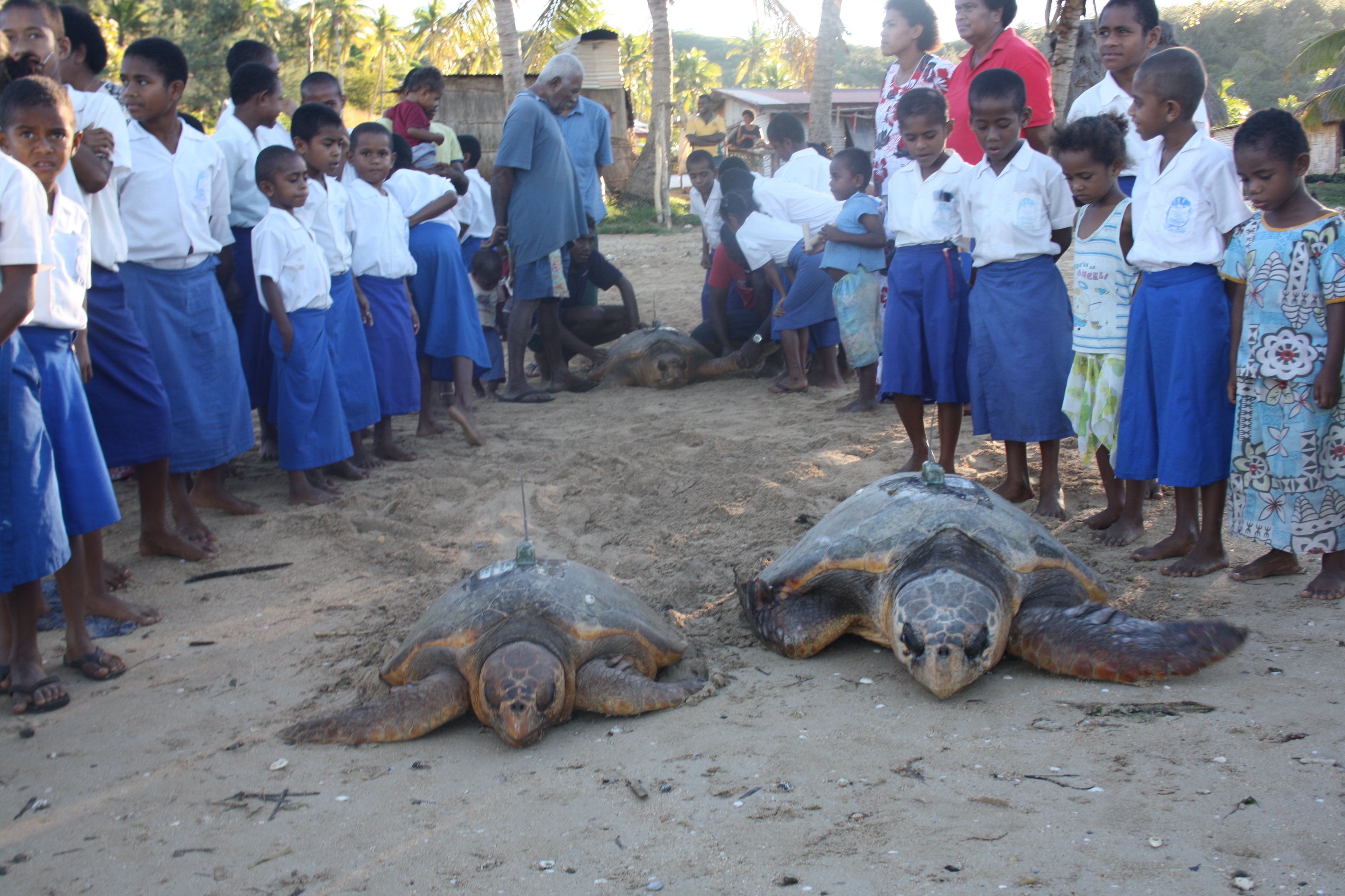 Latest map of 151 days transmission of the first three loggerhead ...