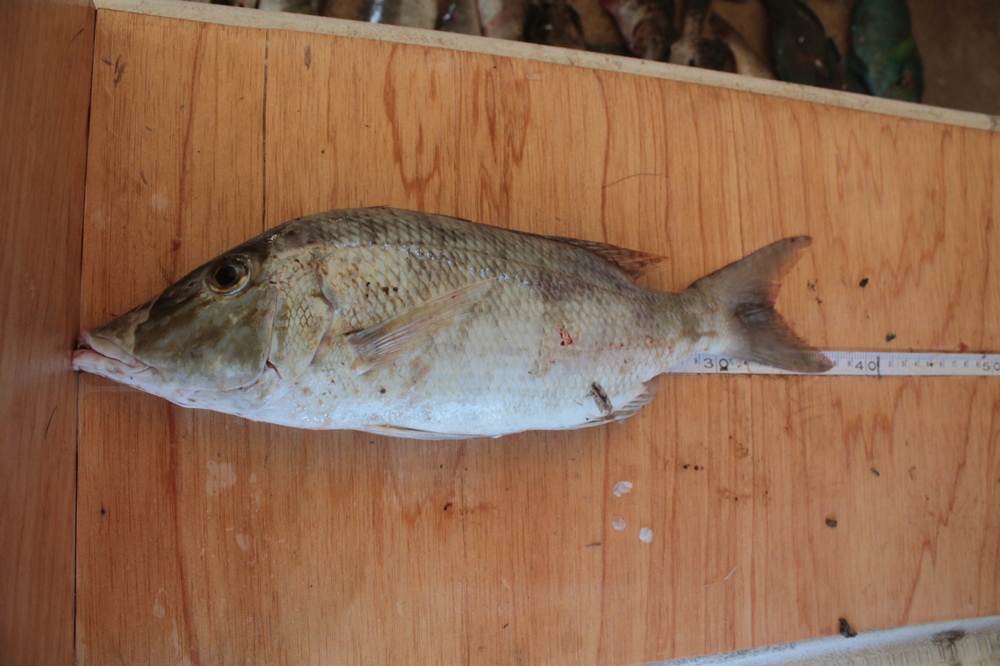 At least thirty percent spawning | WWF