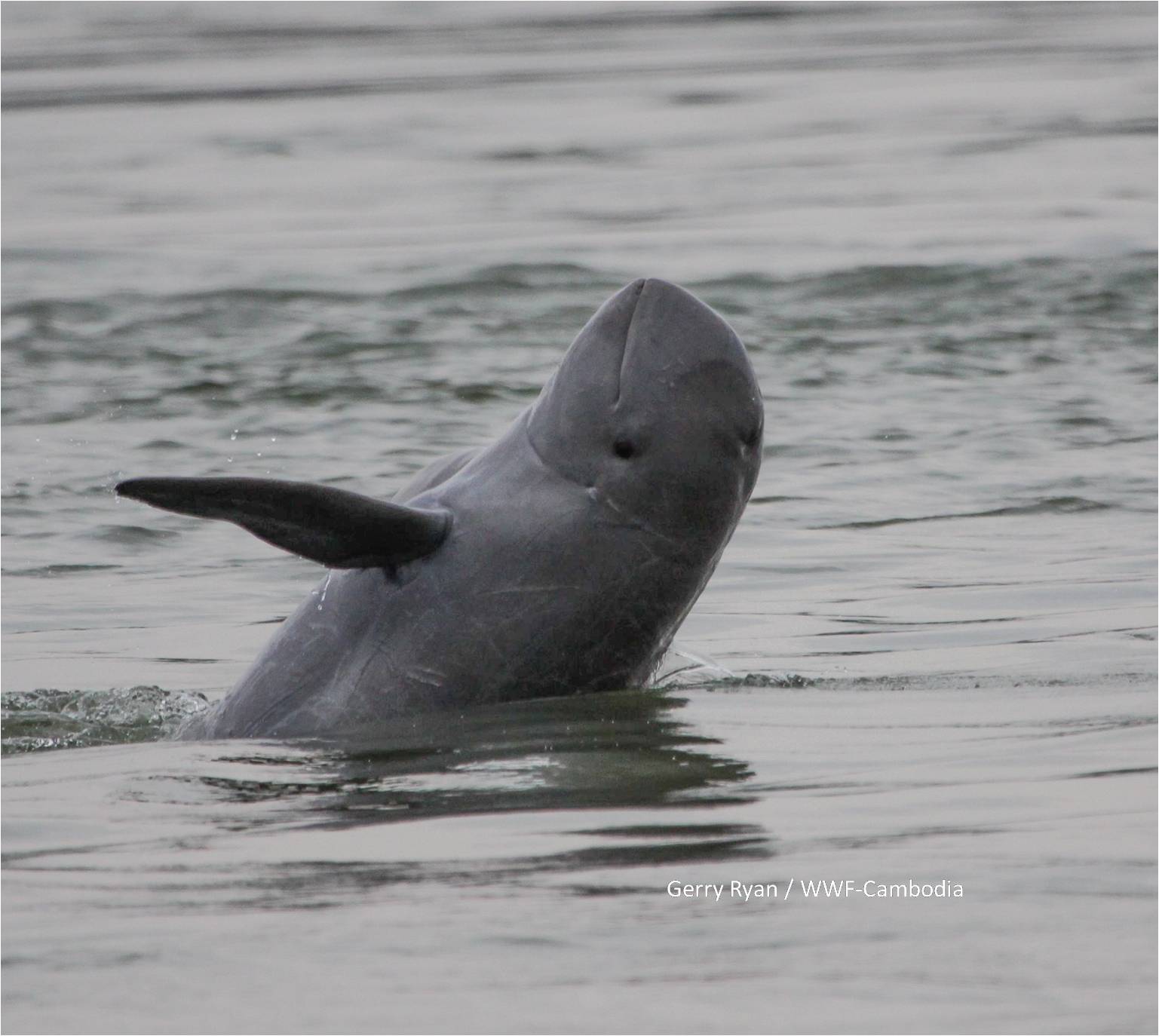 Mekong biodiversity hotspot designated for management and conservation ...
