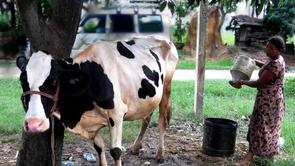 A Real Cash Cow Improves Livelihoods | WWF
