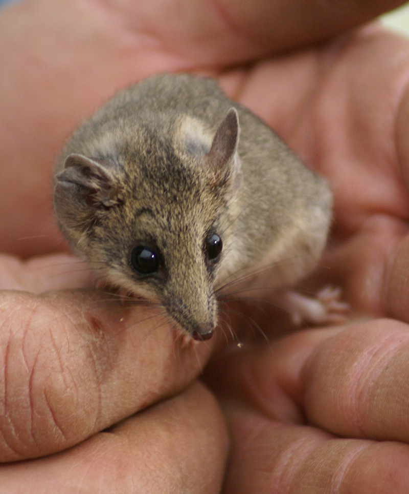WWF camera trap captures rare little long-tailed dunnart footage | WWF