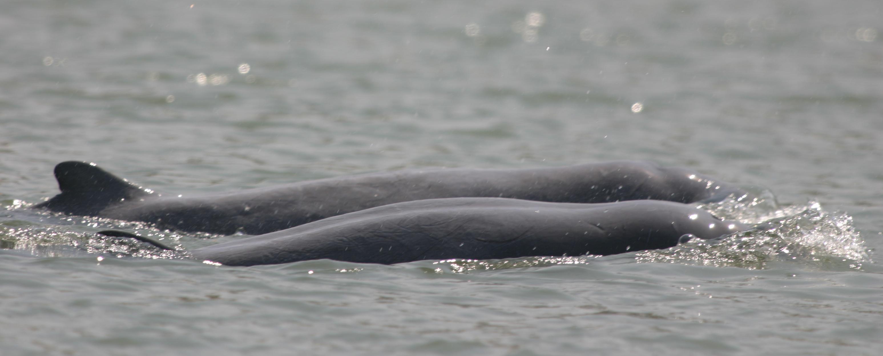 Working together to save the dolphins of the Mekong River | WWF