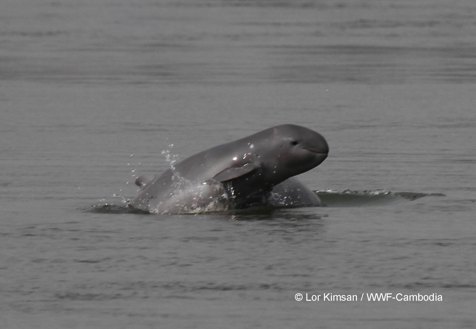 Scientists meet to conserve the critically endangered Irrawaddy Dolphin ...