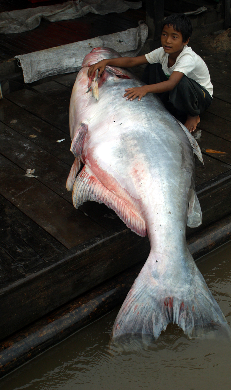 Giant Freshwater Catfish