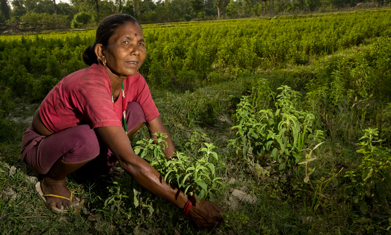 Mentha farming fuels prosperity | WWF