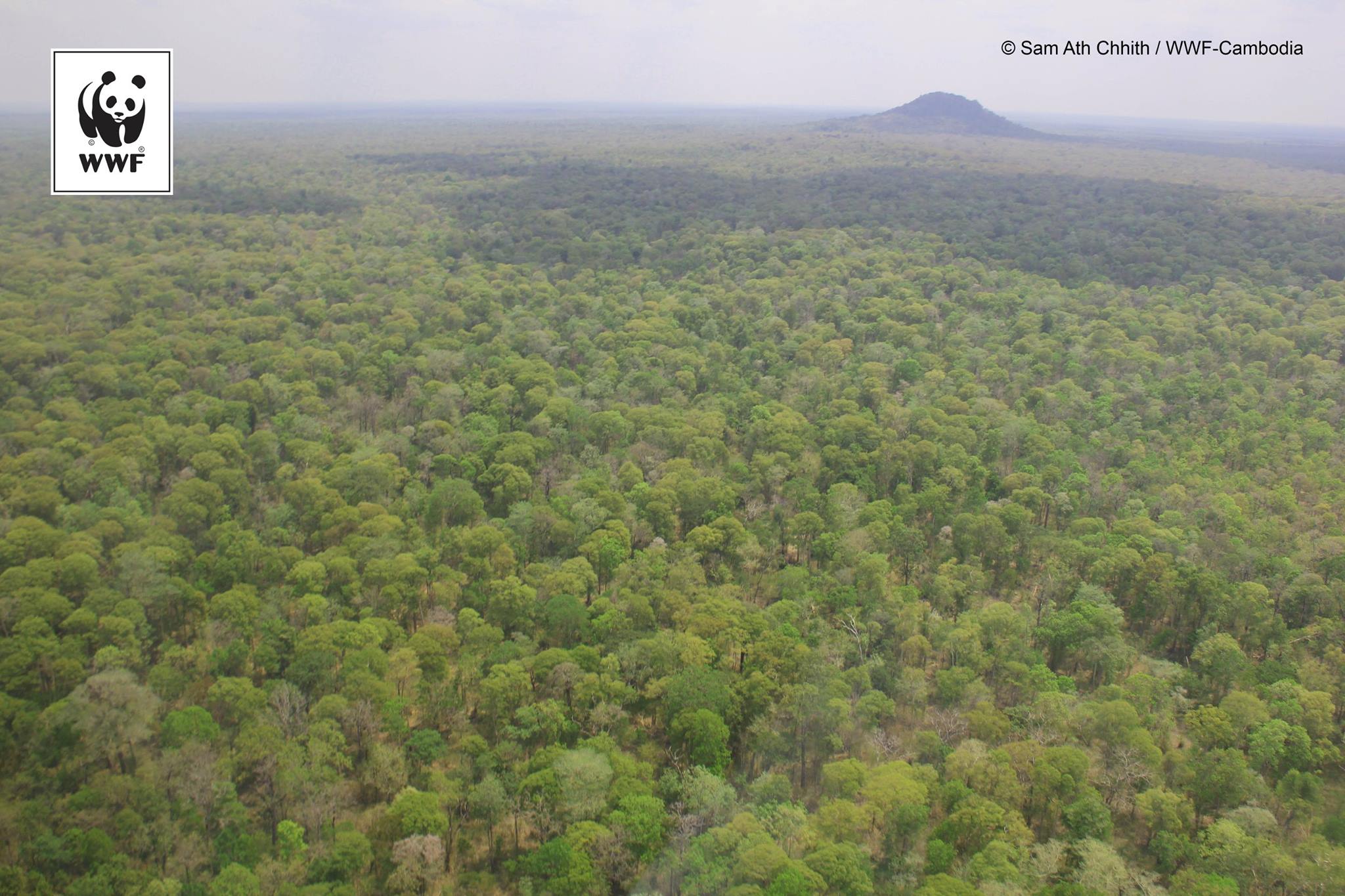 Impacts in the Forest | WWF