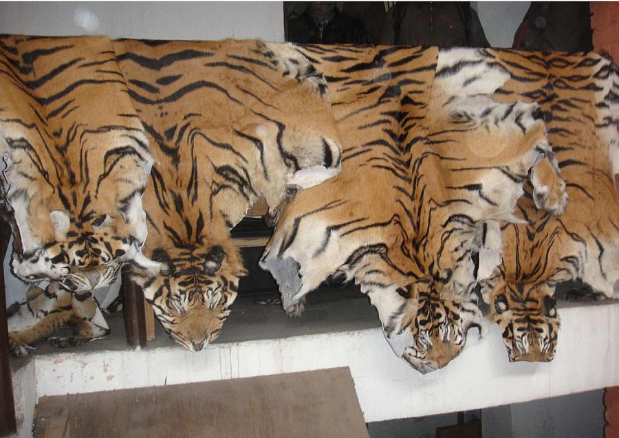 Specialized police unit tackling poaching and illicit wildlife trade in ...