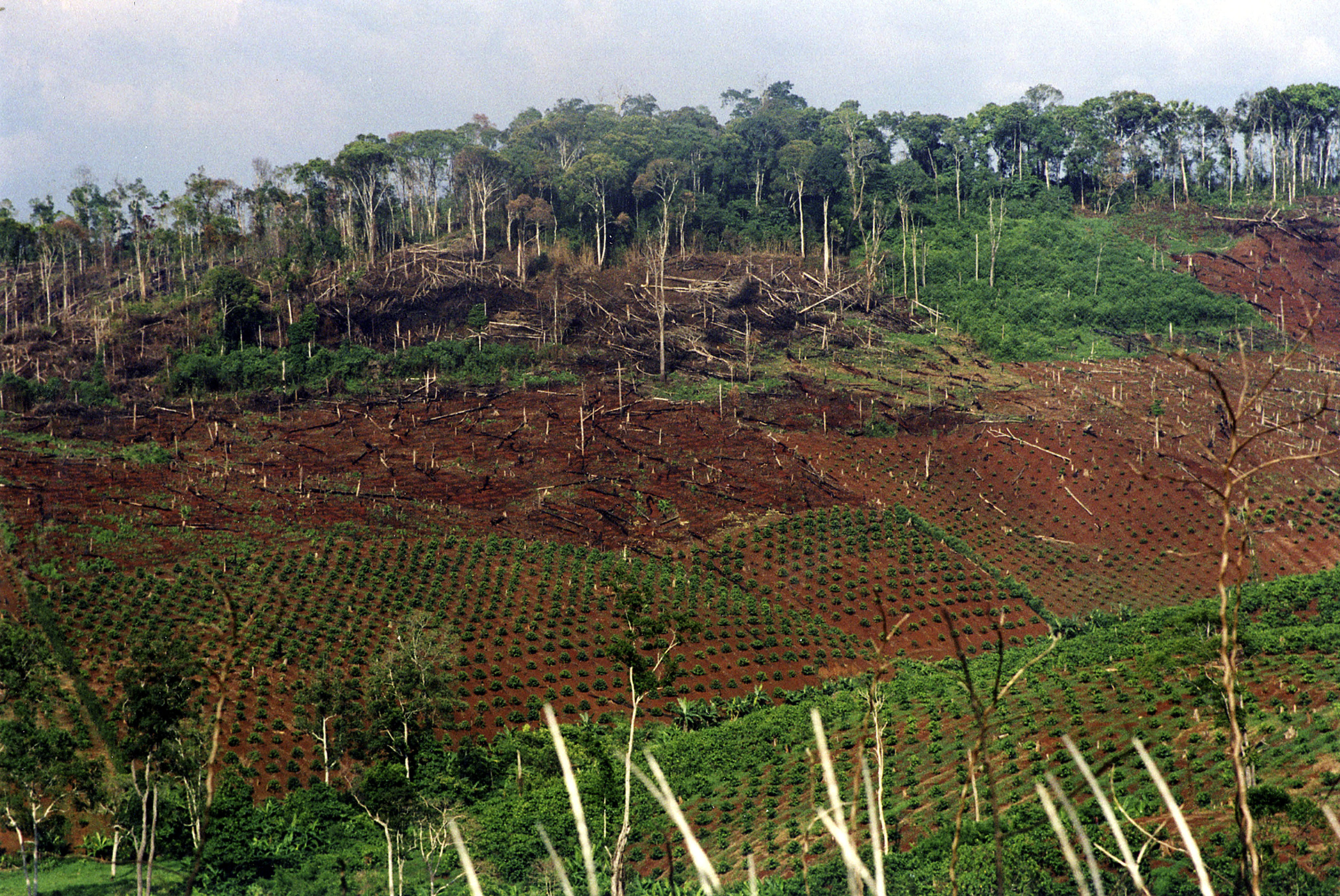 Report on Viet Nam biodiversity outlook: analyzing impacts from ...