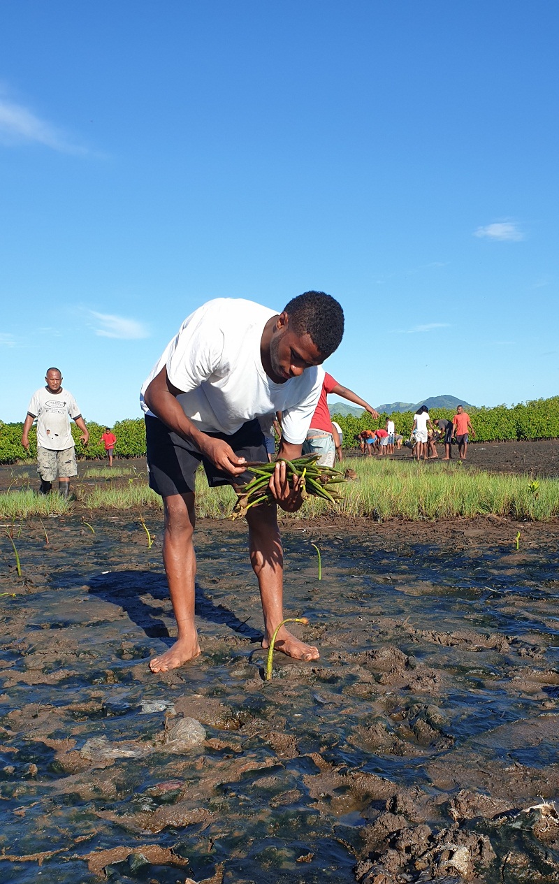Tavua District U19 Rugby League Team Plants Mangroves for Climate ...