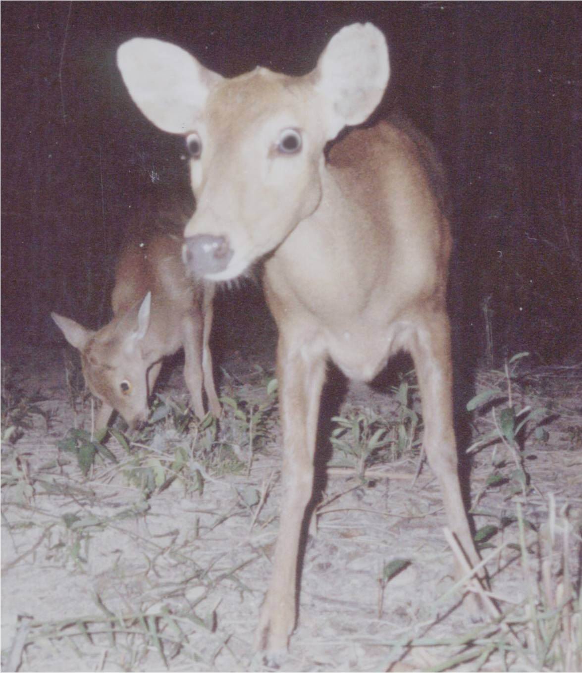 WWF hog deer discovery impresses Smithsonian Institute | WWF