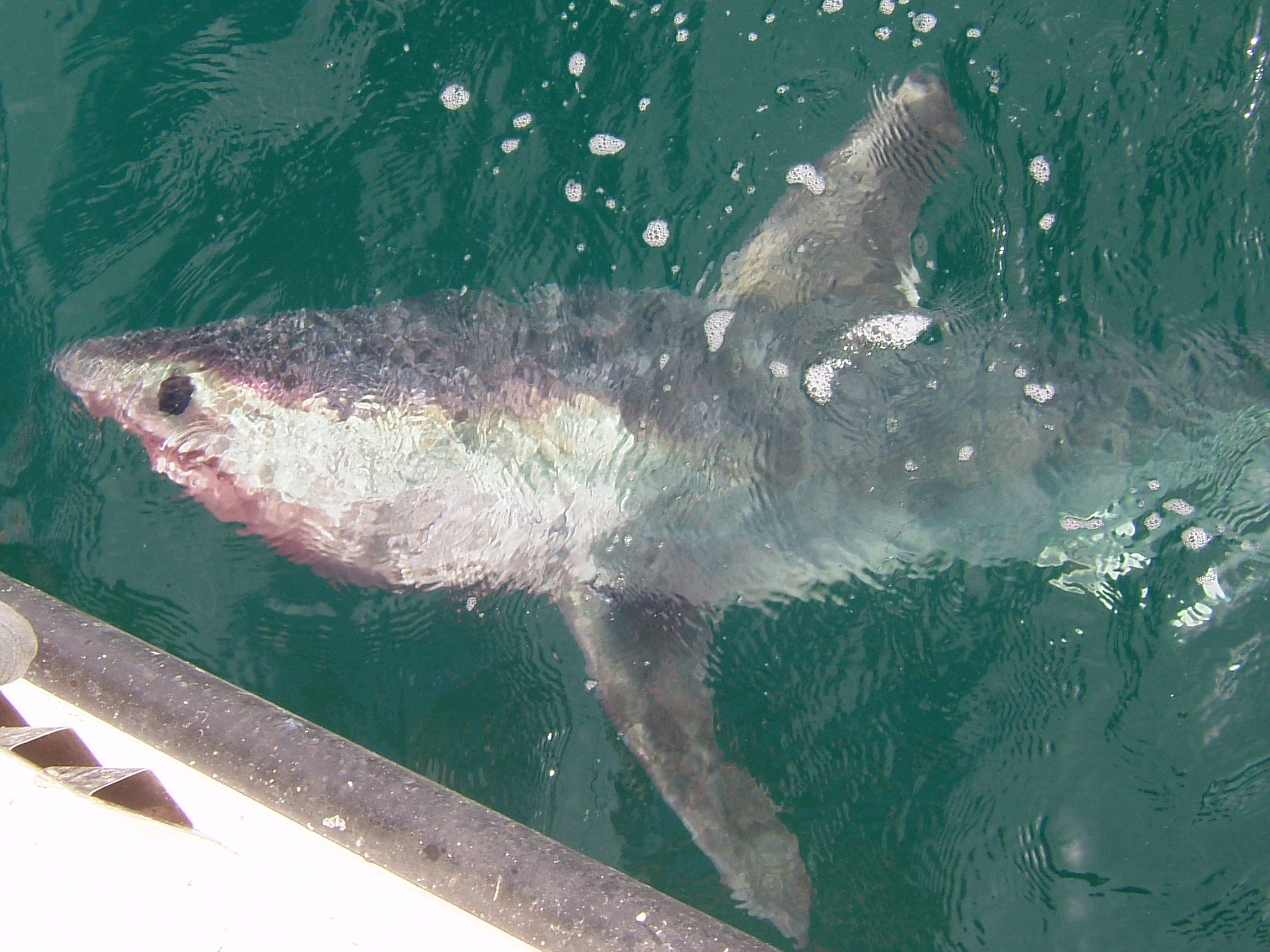 Battered sharks get critical listing | WWF