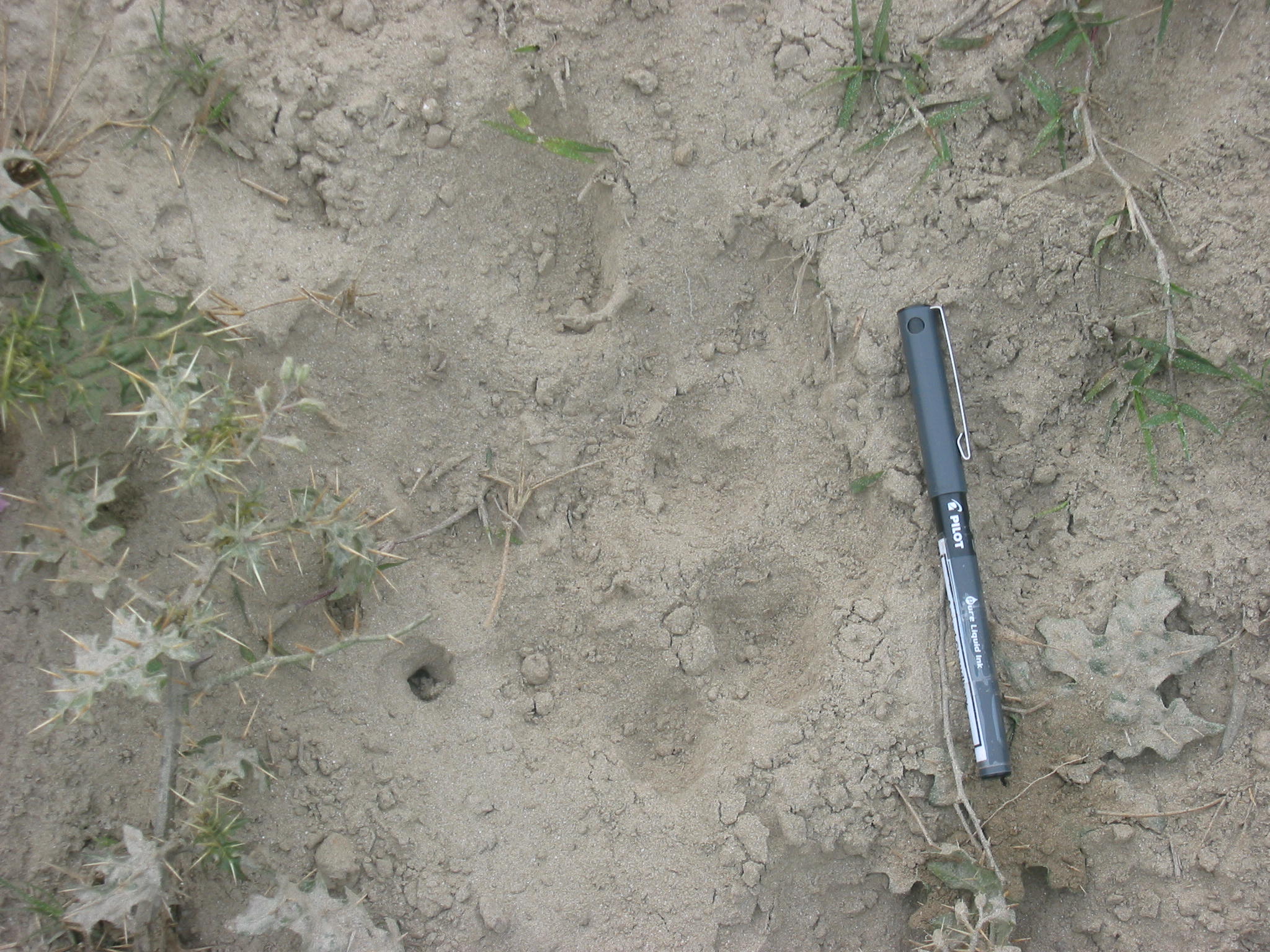 Fence of harmony | WWF