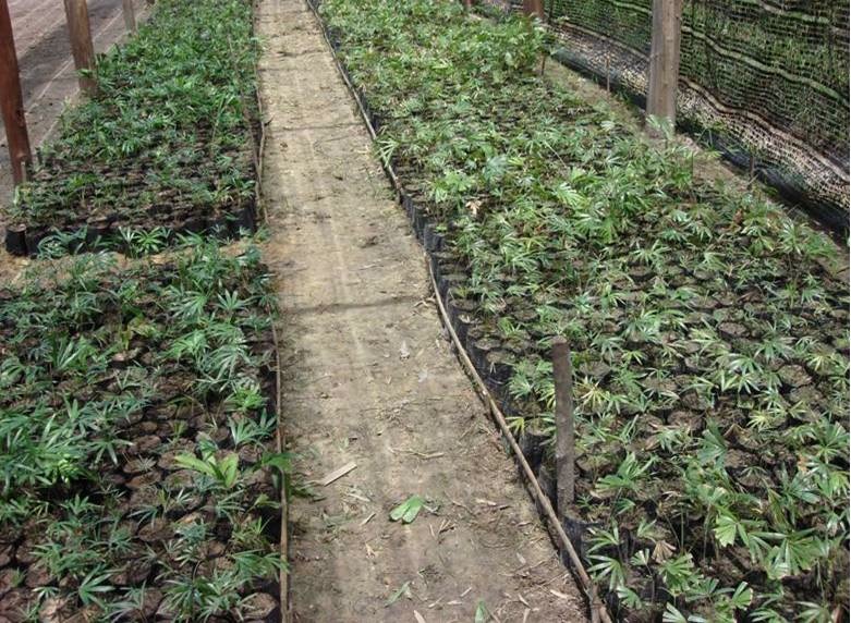 Searching for the secret of sustainable rattan use | WWF