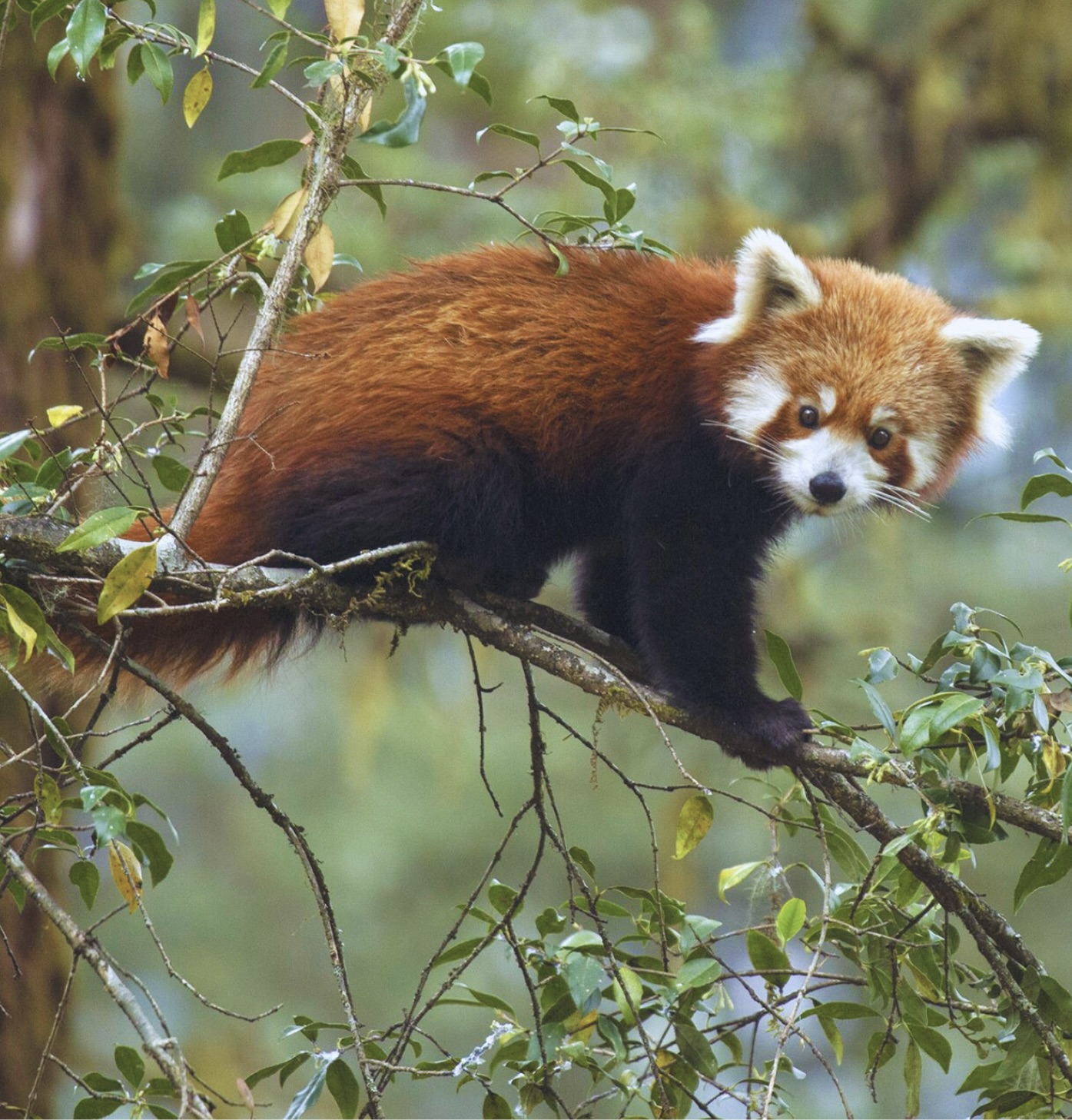 Where the red pandas thrive | WWF