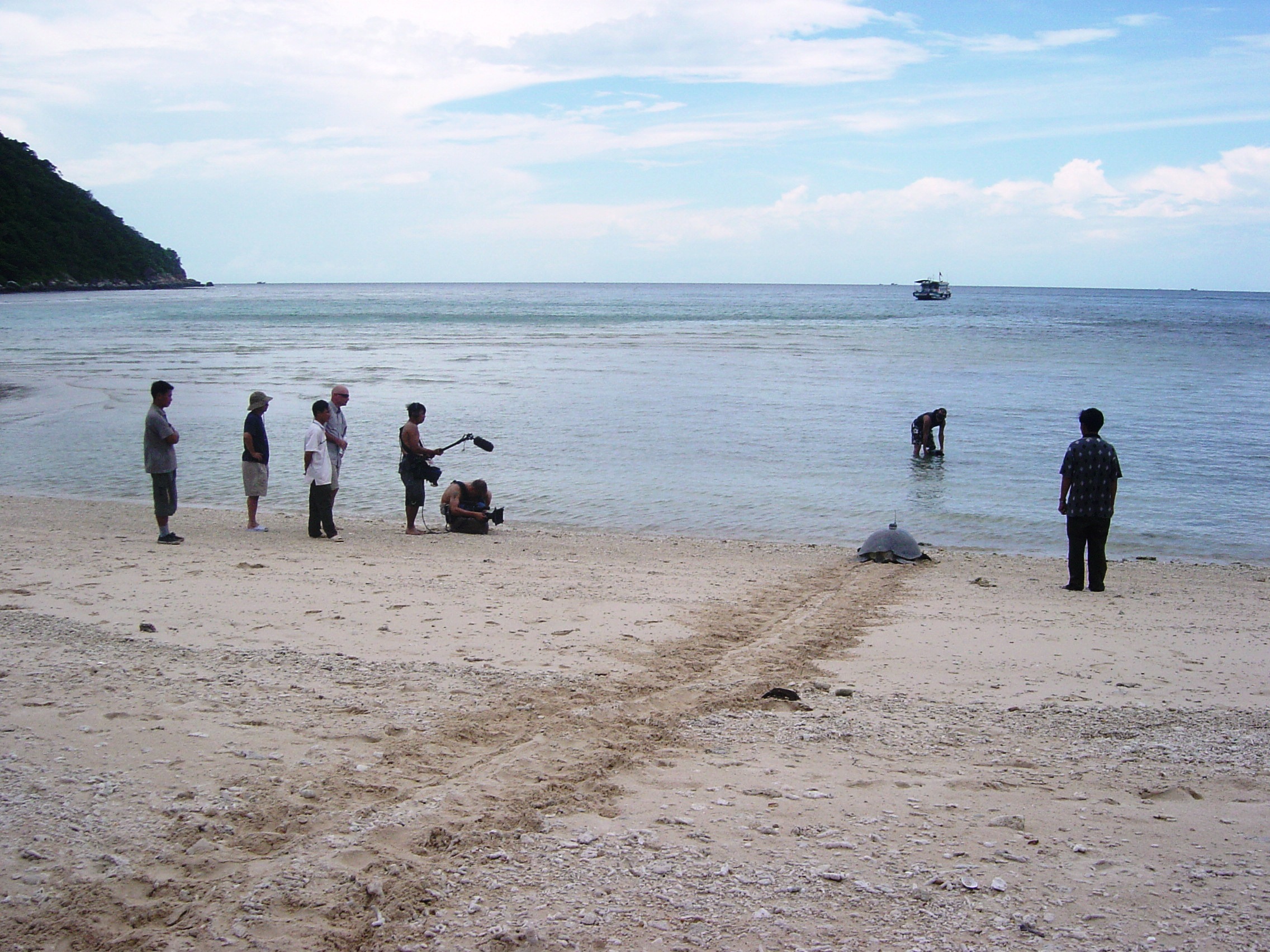 Tracking marine turtles in Vietnam | WWF