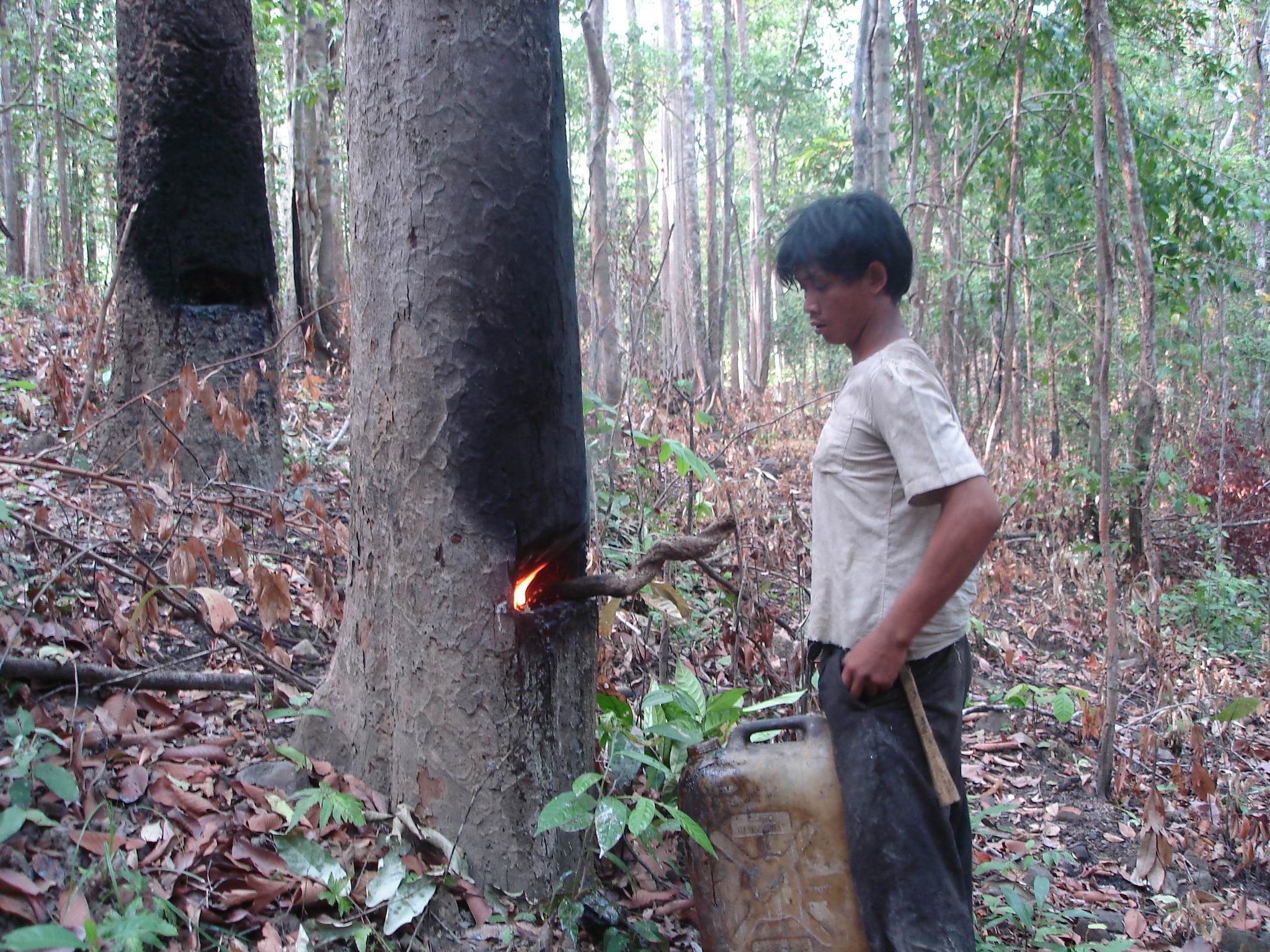 Protecting Cambodia’s forest dependent livelihoods | WWF
