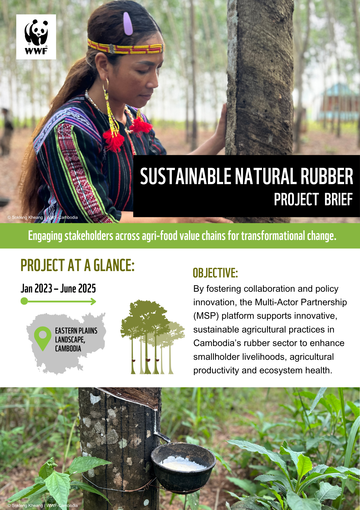 Project Brief: Sustainable Natural Rubber | WWF
