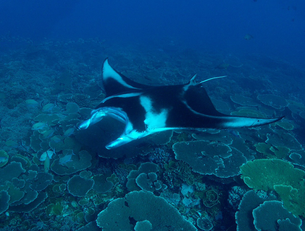 Fiji's bid for CMS protection of manta and devil rays | WWF