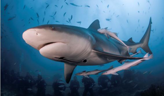 New programme aims to protect Pacific sharks and preserve cultural ...
